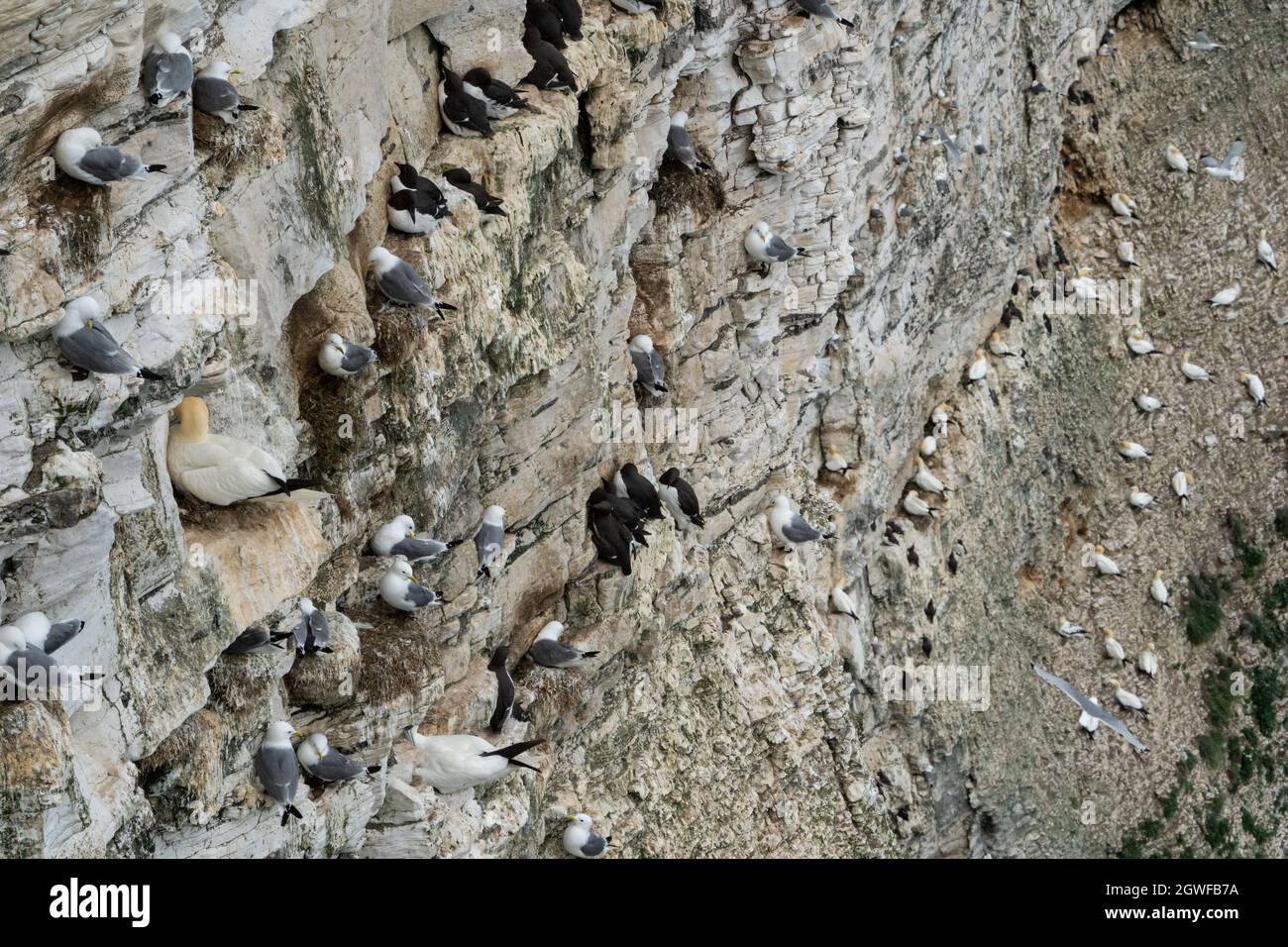 RSPB Bempton Cliffs, Yorkshire, UK Stock Photo - Alamy