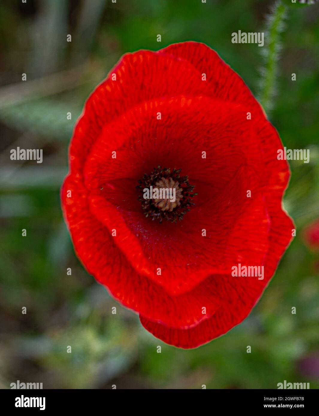 Red Poppy Field Flanders Belgium Battlefield Remembrance background ...