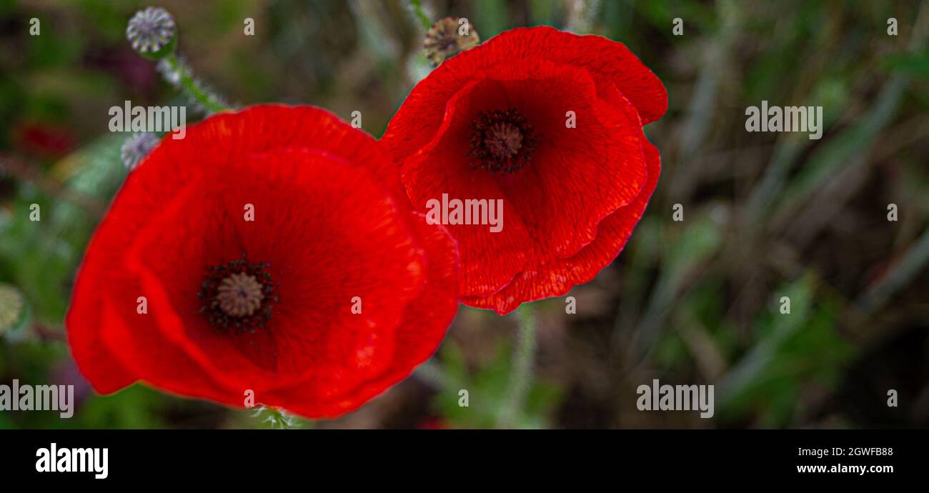 Red Poppy Field Flanders Belgium Battlefield Remembrance background ...