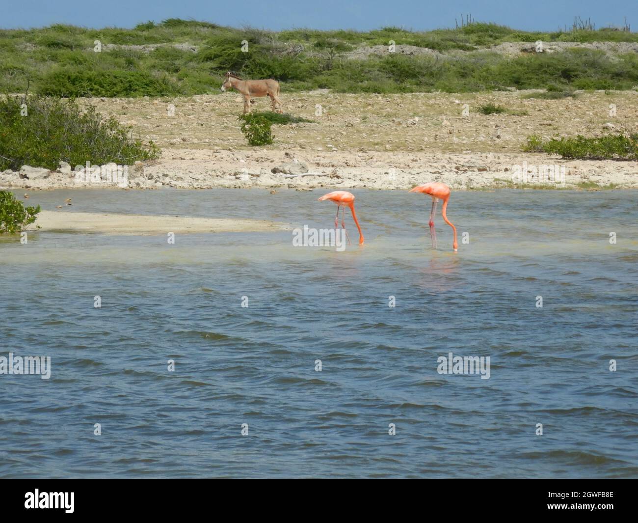 Flamingo's and a donkey foraging in a salt pan on the tropical island ...