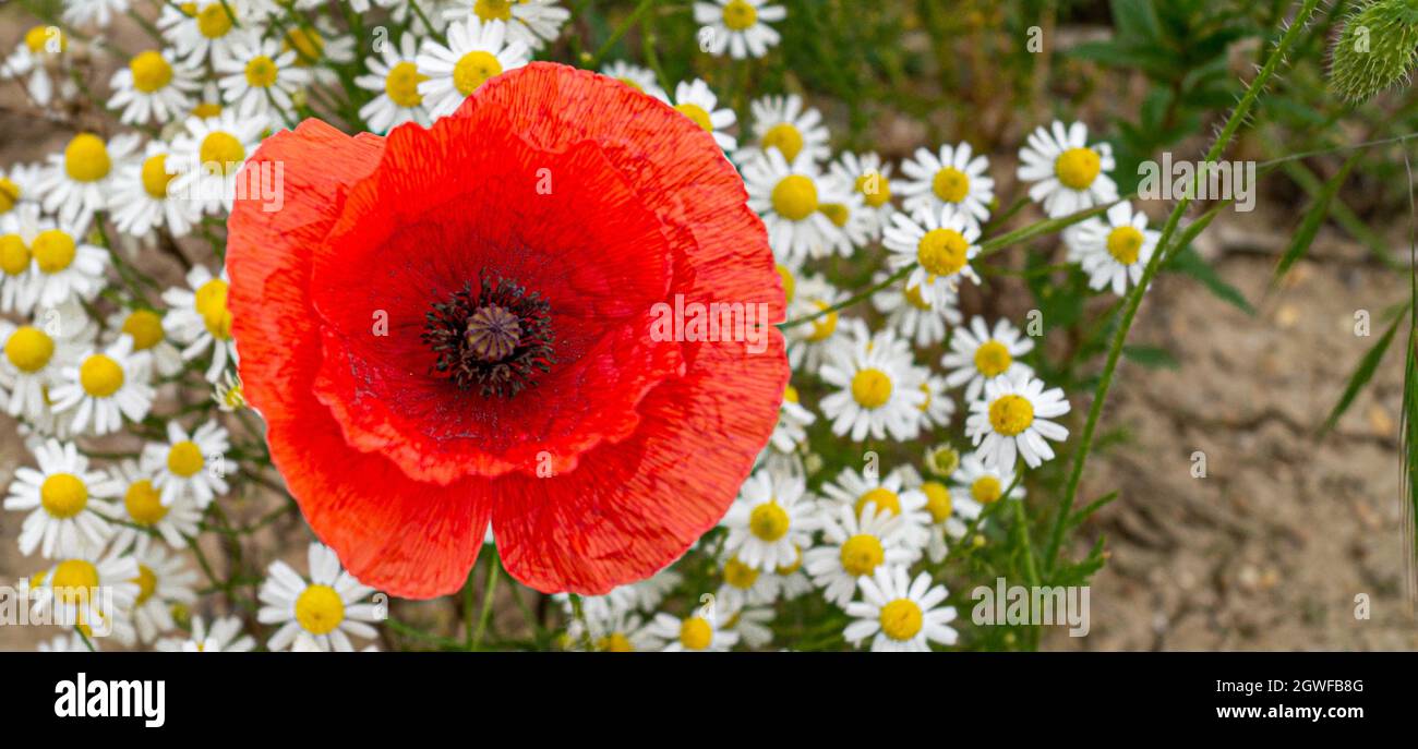 Red Poppy Field Flanders Belgium Battlefield Remembrance background ...