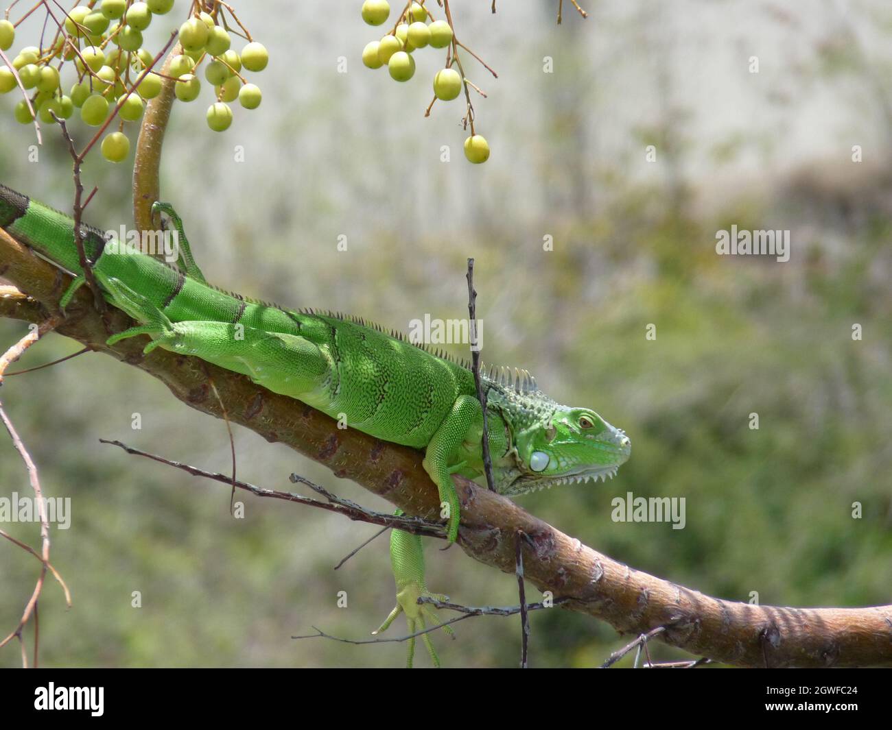 Iguana tree wilderness hi-res stock photography and images - Alamy