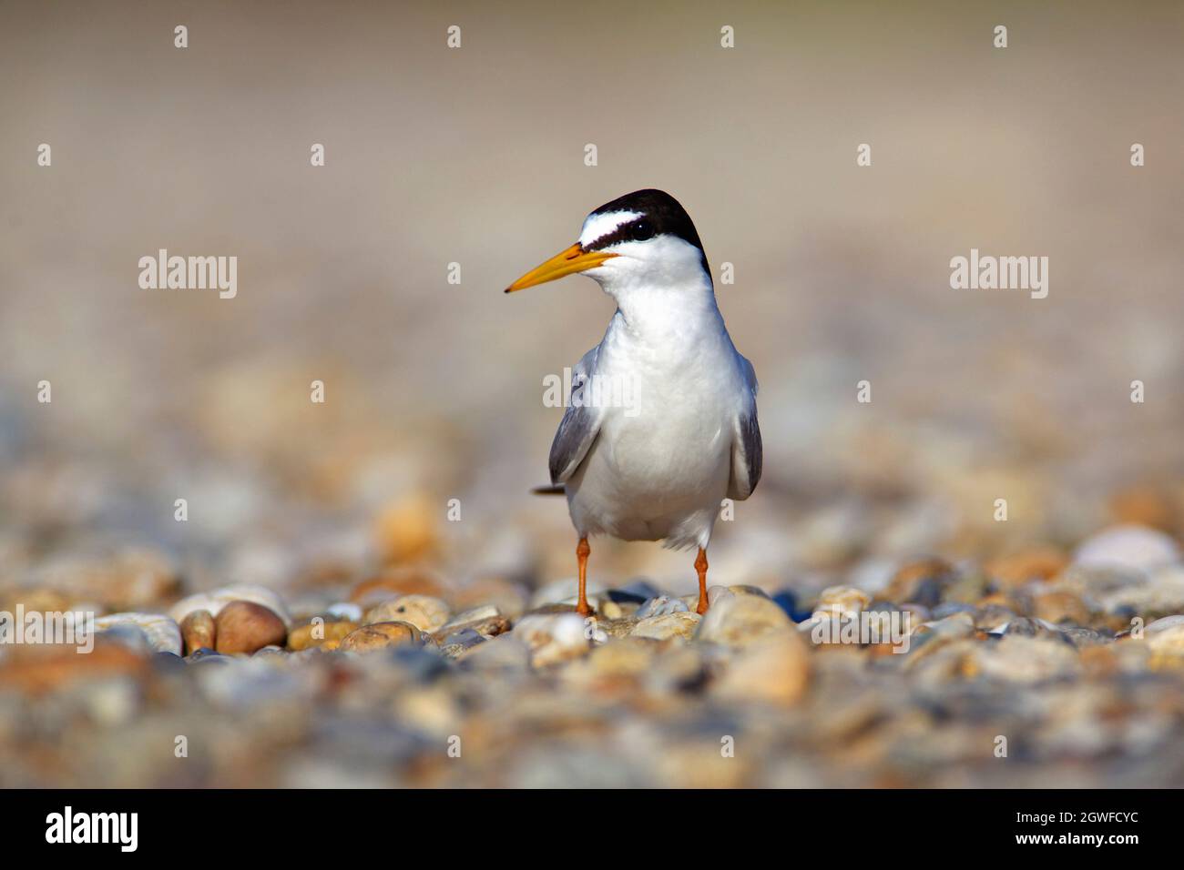 Little tern nesting habitat hi-res stock photography and images - Alamy