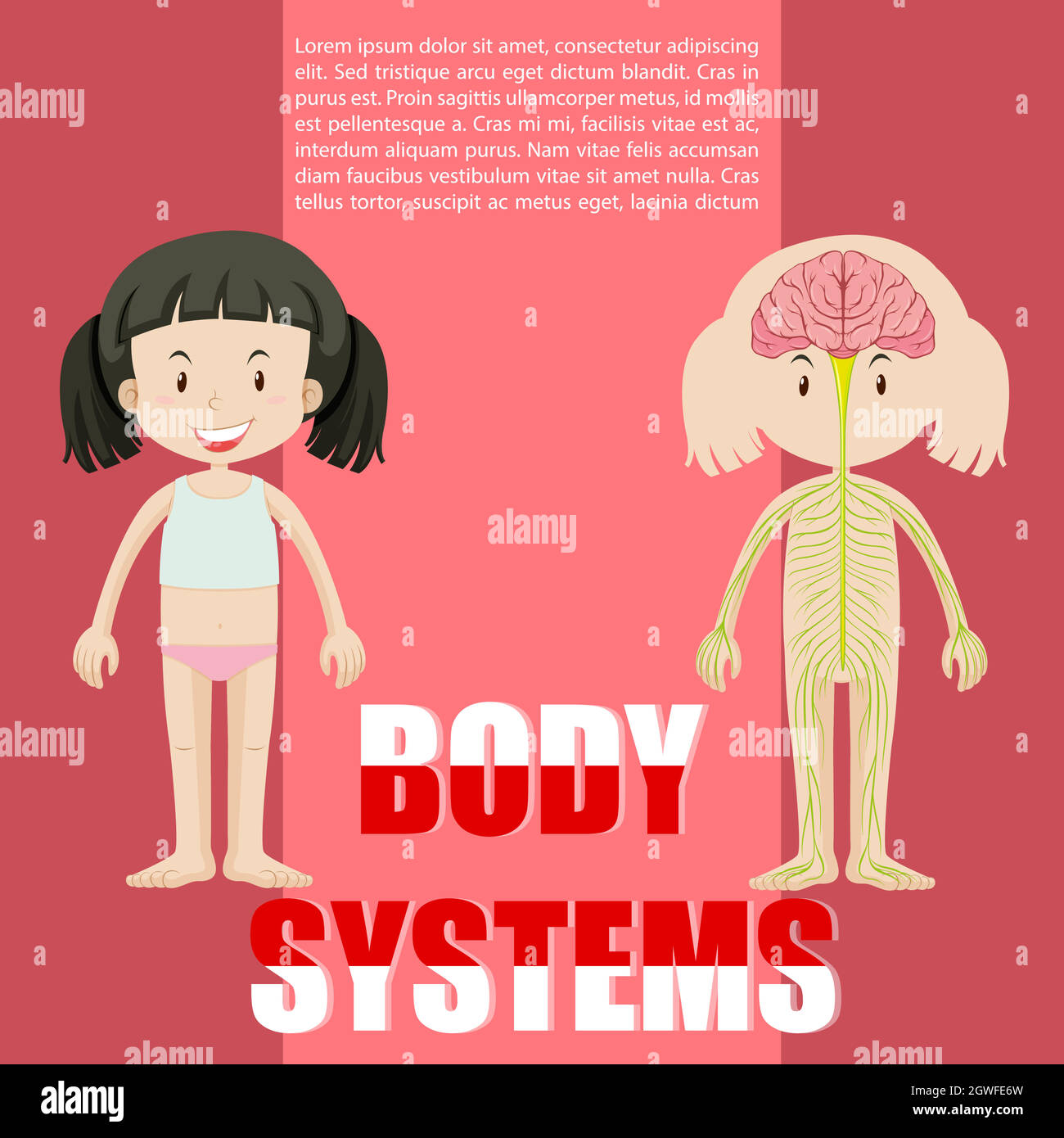 Body system of a girl Stock Vector Image & Art - Alamy