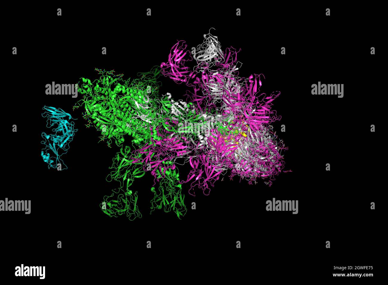 SARS-CoV-2 Spike Glycoprotein. The structure of the complex with ...