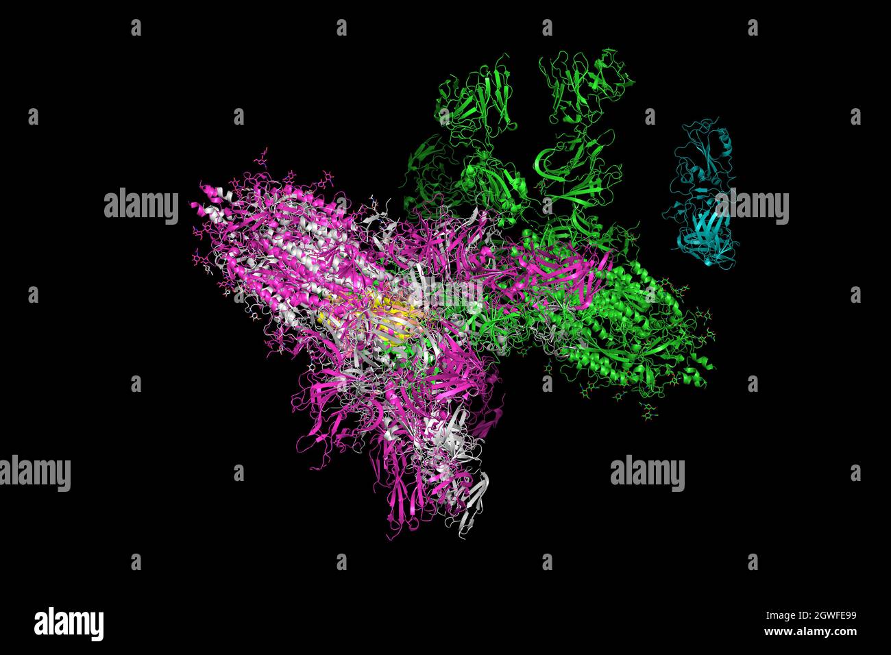 SARS-CoV-2 Spike Glycoprotein. The structure of the complex with ...