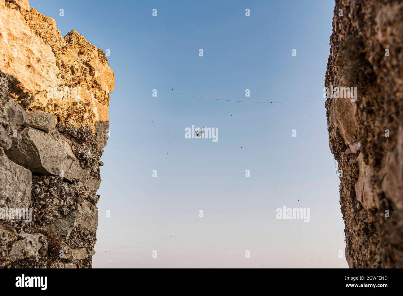 Zebra spider on spider web between two rocks, Greece Stock Photo - Alamy
