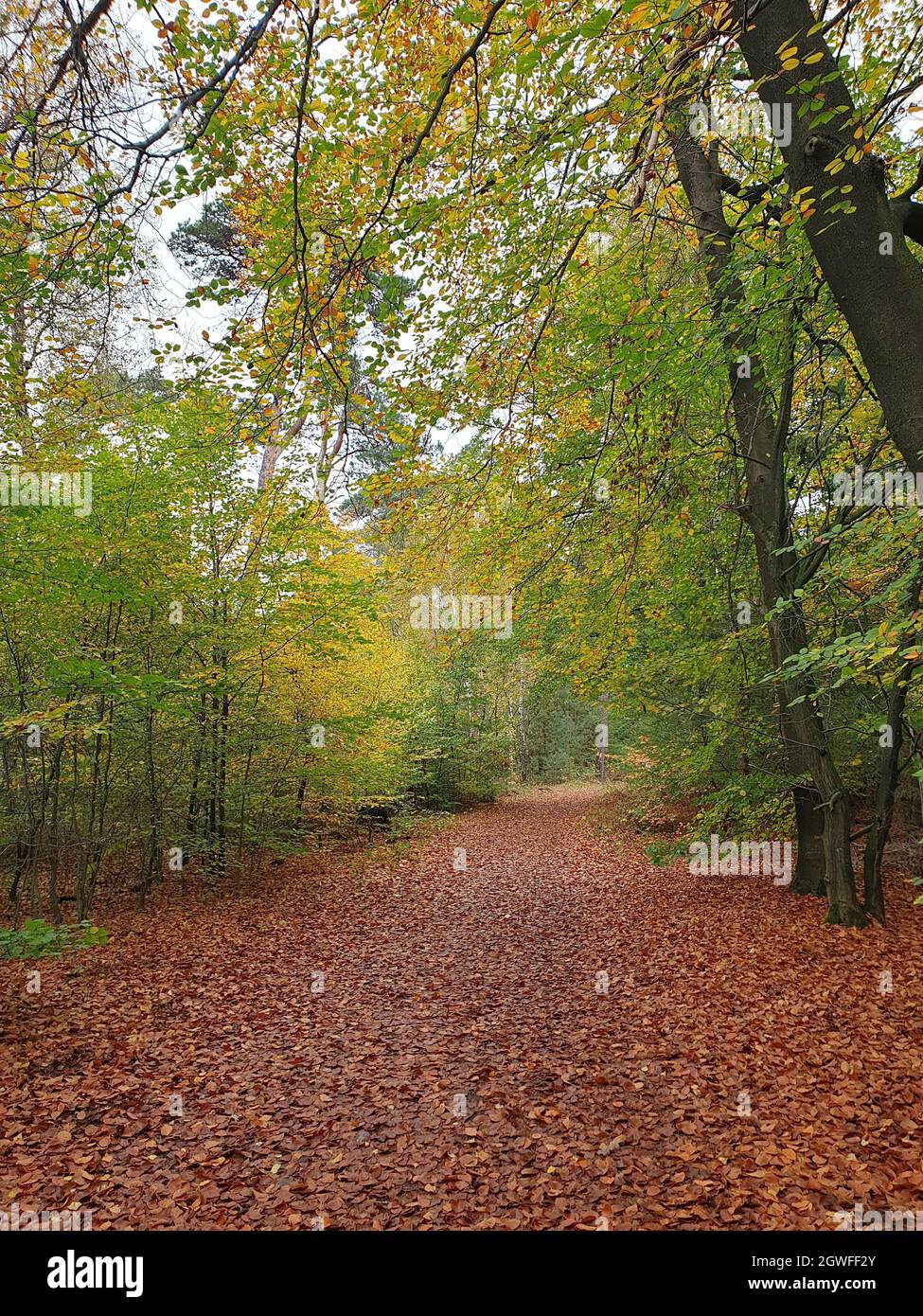 Amidst forest floor trees hi-res stock photography and images - Alamy