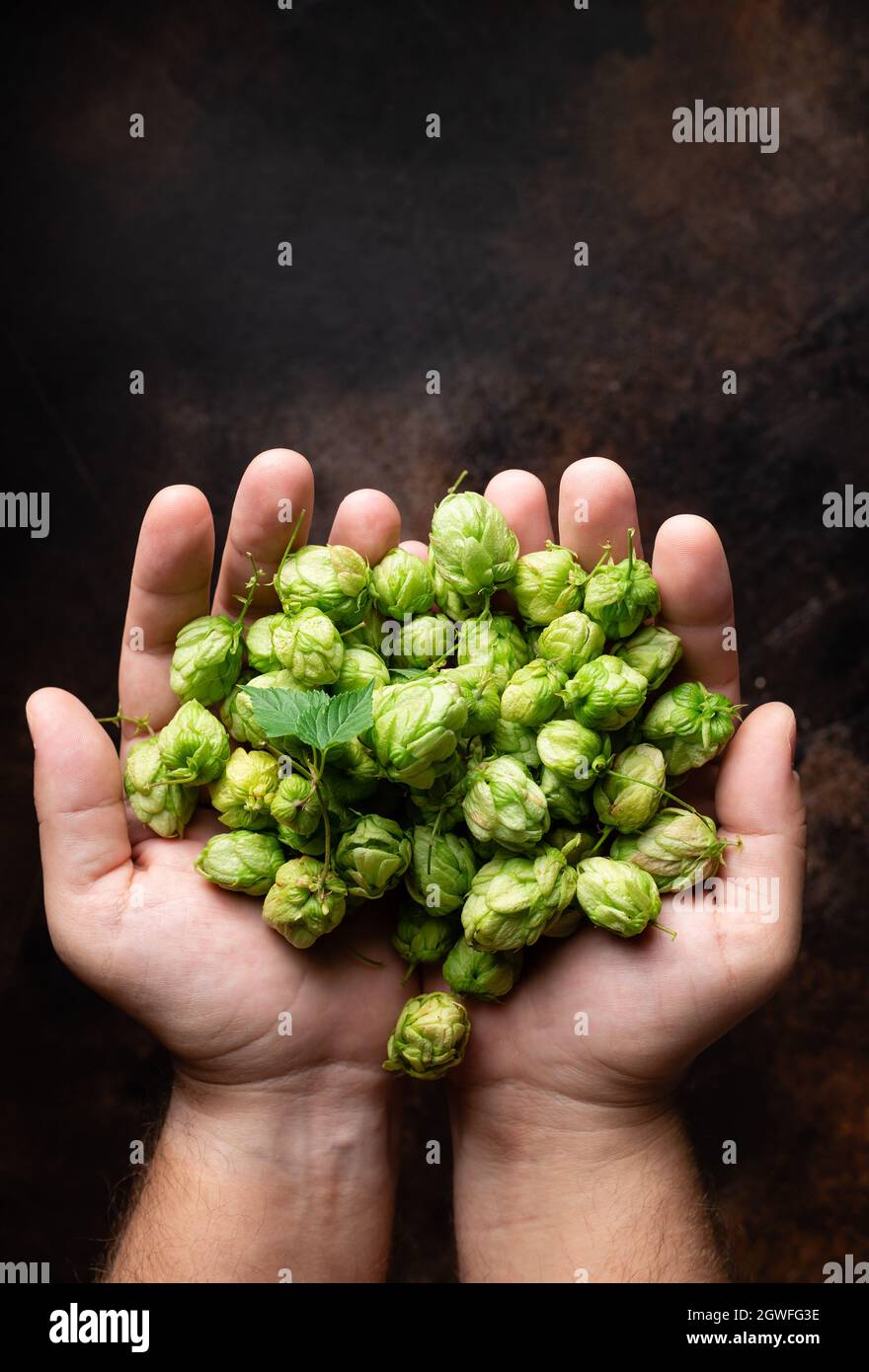 Hands on hops hi-res stock photography and images - Alamy