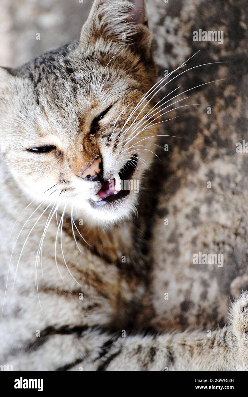 Animals winking hi-res stock photography and images - Alamy