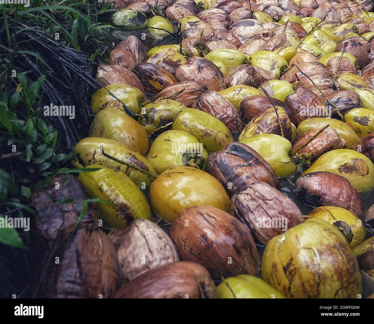 Coconut tree photo river hi-res stock photography and images - Alamy