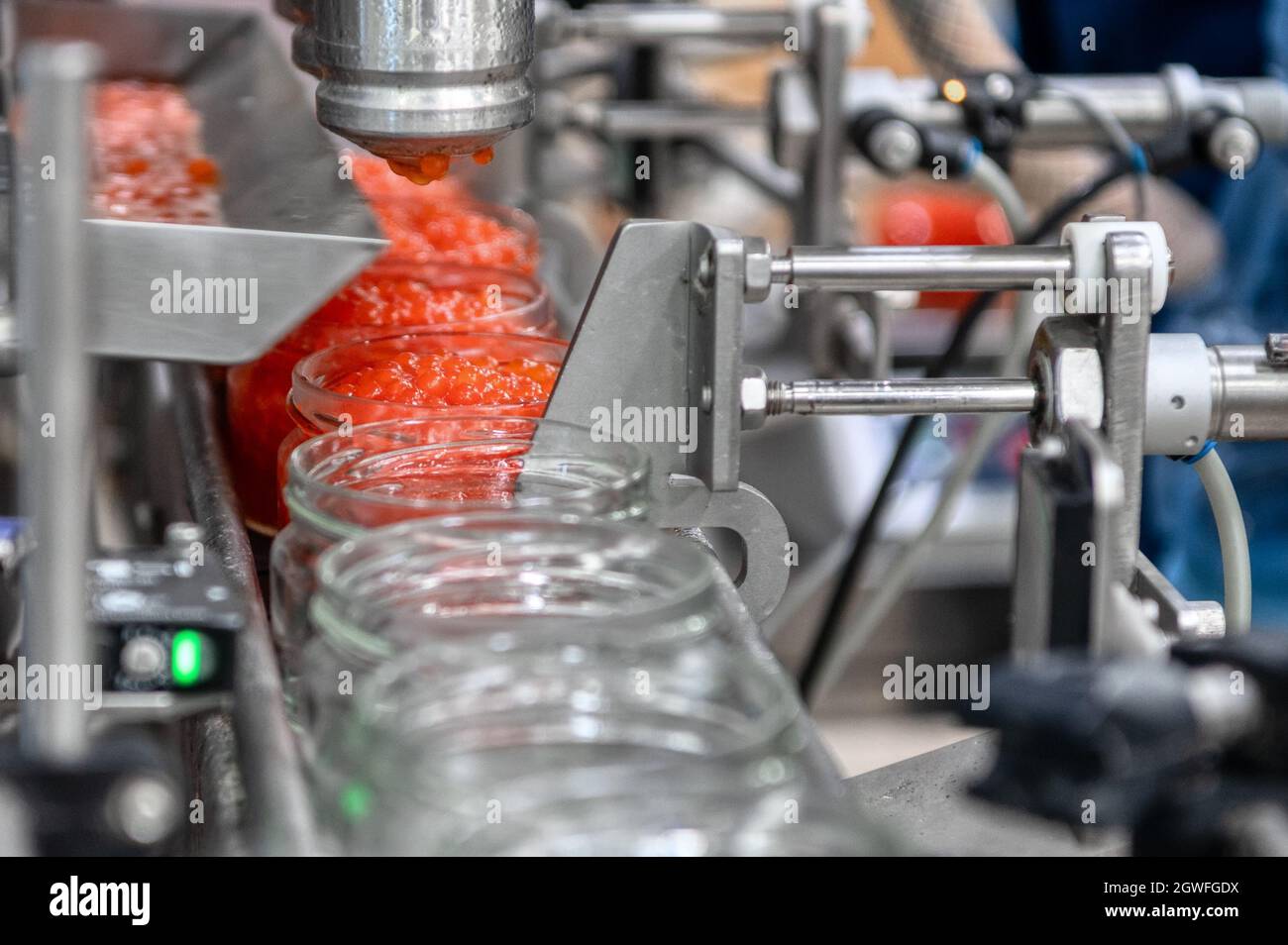 Machine for filling red caviar into glass jars. Filling equipment, food ...