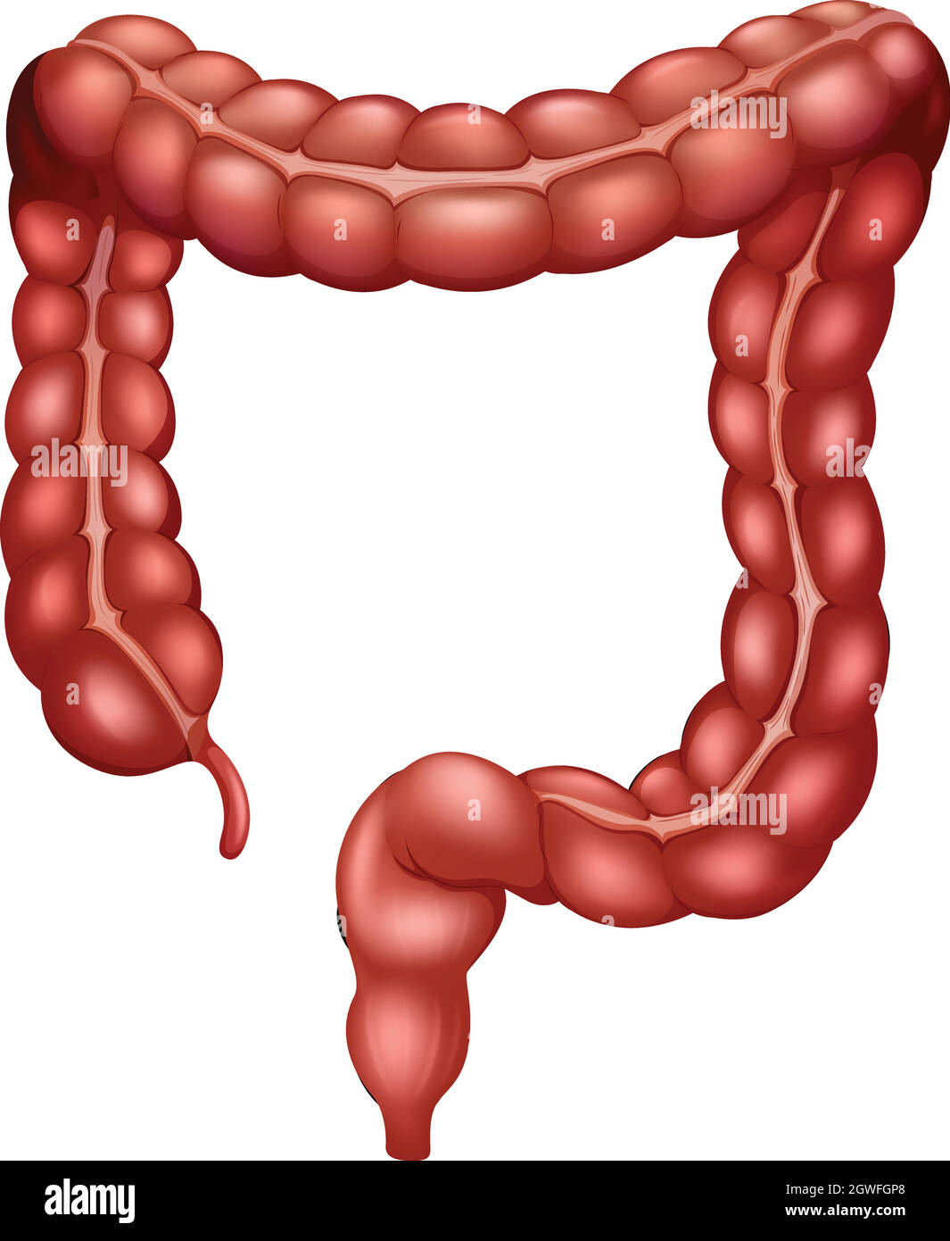 Large intestine drawing hi-res stock photography and images - Alamy