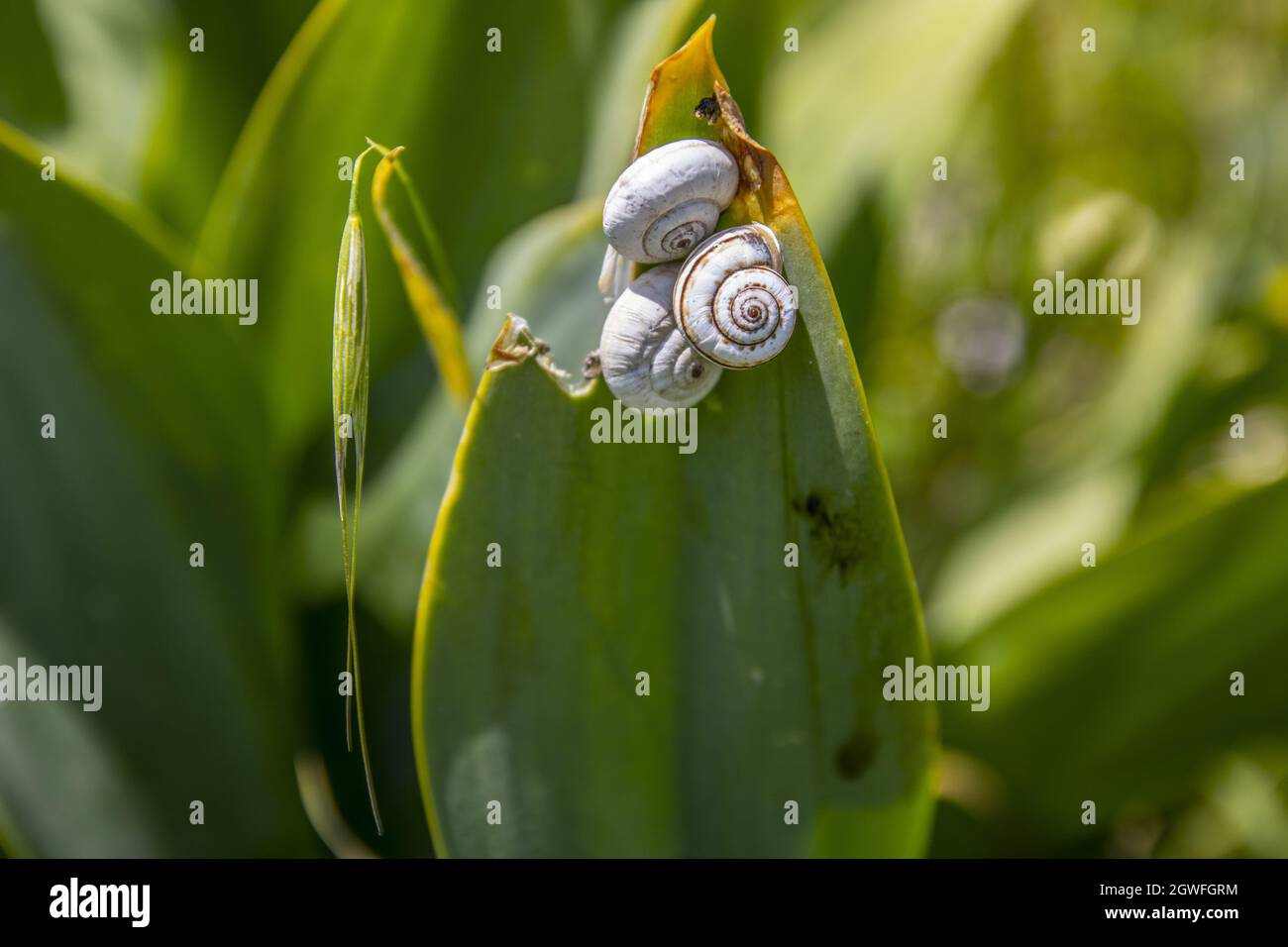 A group of snails hi-res stock photography and images - Alamy