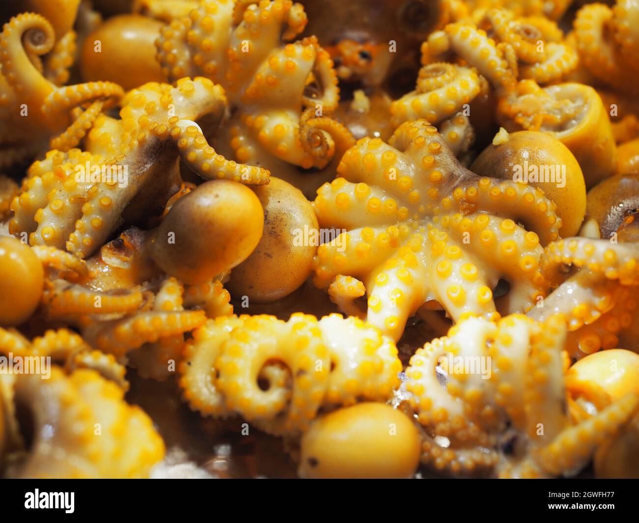 Sea Chicken Fish High Resolution Stock Photography and Images - Alamy