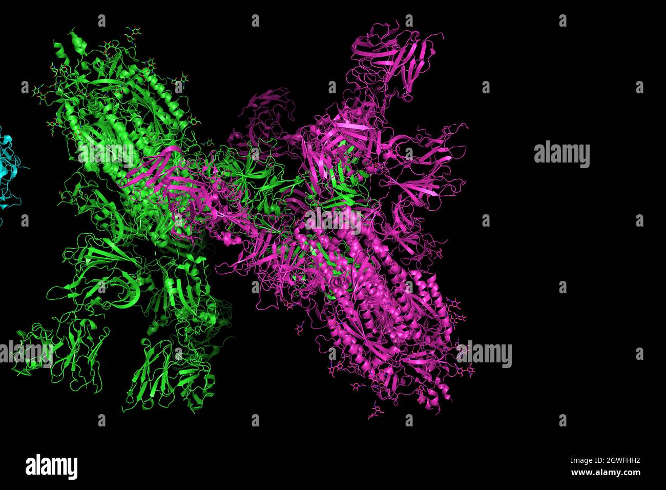 SARS-CoV-2 Spike Glycoprotein. The structure of the complex with ...