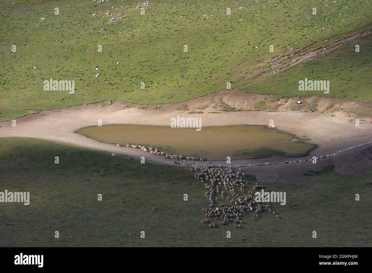 Sheep pond hi-res stock photography and images - Alamy