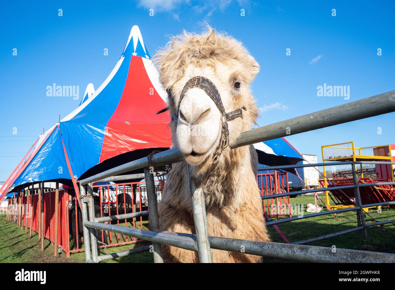 Circus camel hi-res stock photography and images - Alamy