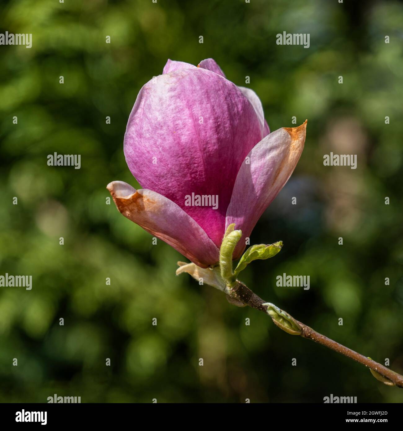 Magnolia soulangeana Burgundy flower, family: Magnoliaceae Stock Photo ...