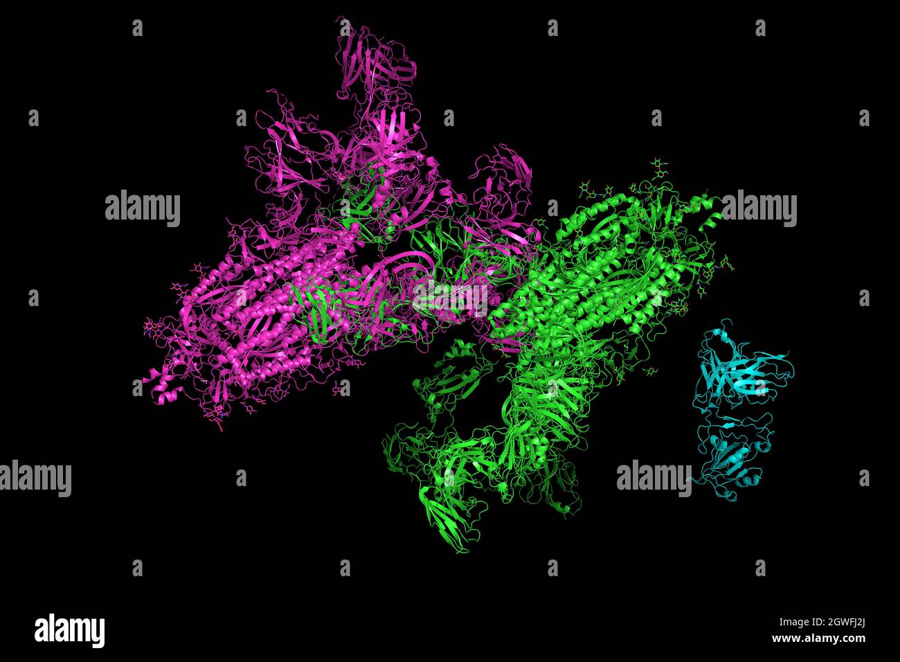 SARS-CoV-2 Spike Glycoprotein. The structure of the complex with ...
