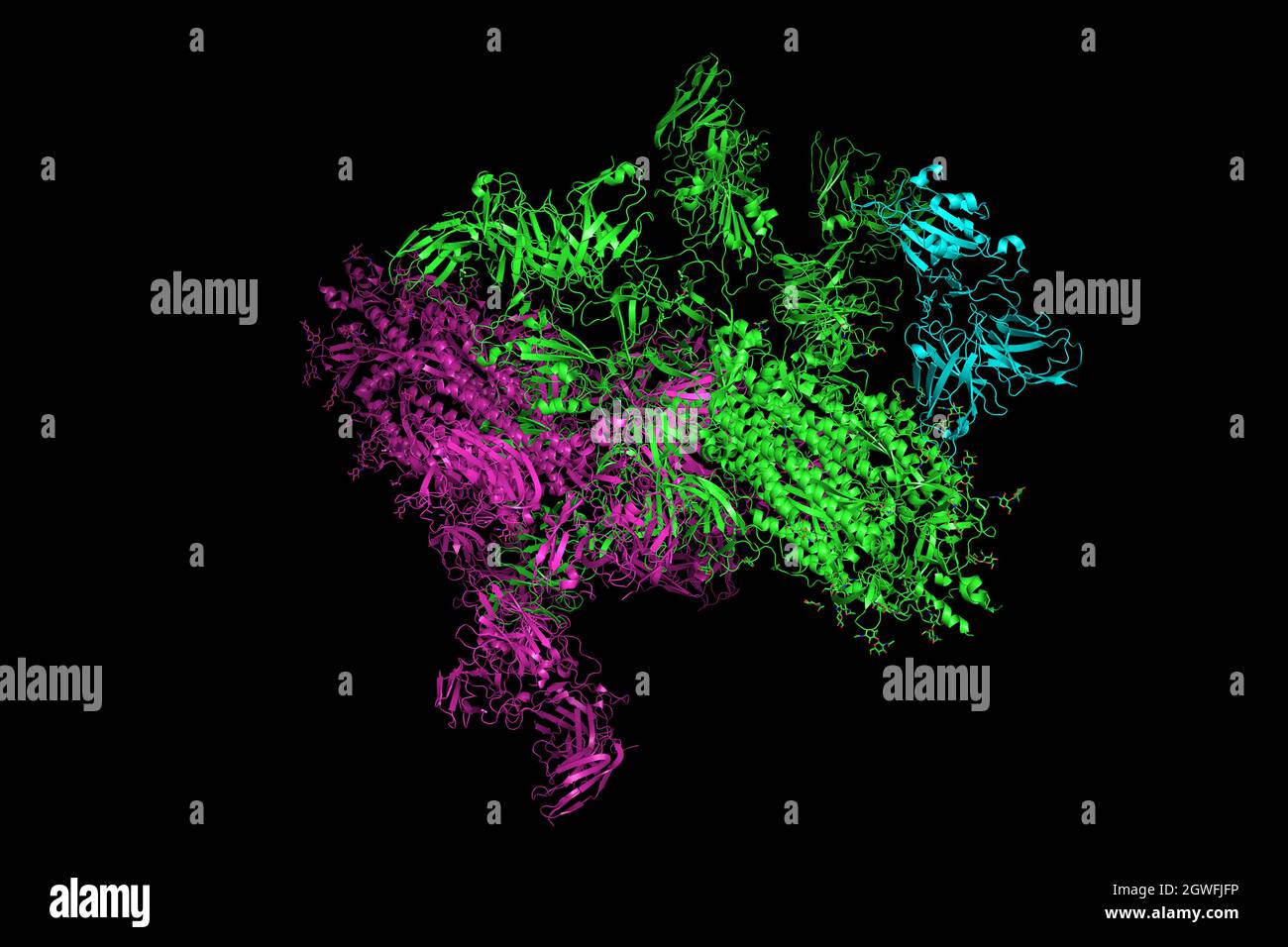 SARS-CoV-2 Spike Glycoprotein. The structure of the complex with ...