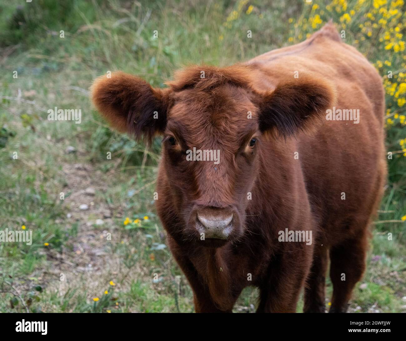 Fluffy cow with big ears close up low level view showing ears eyes nose ...