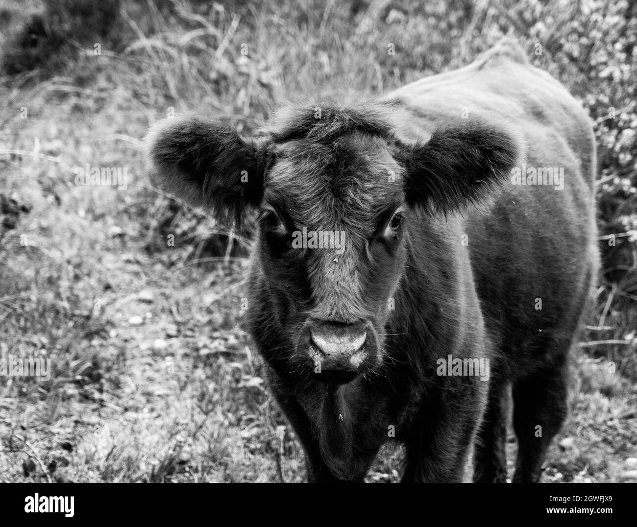 Fluffy cow with big ears close up low level view showing ears eyes nose ...