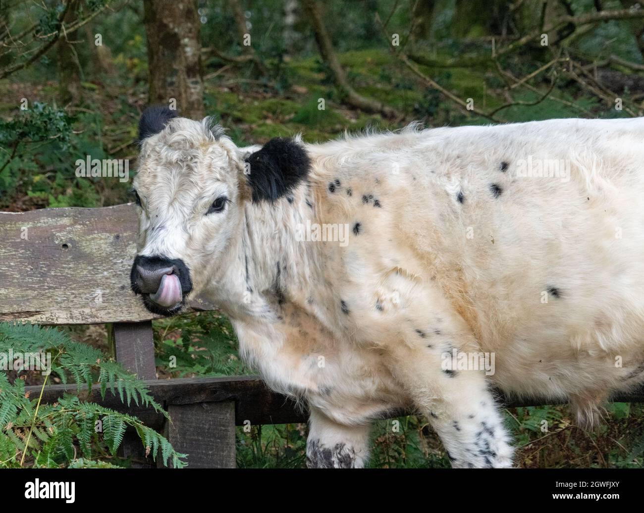 Fluffy cow with big ears close up low level view showing ears eyes nose ...