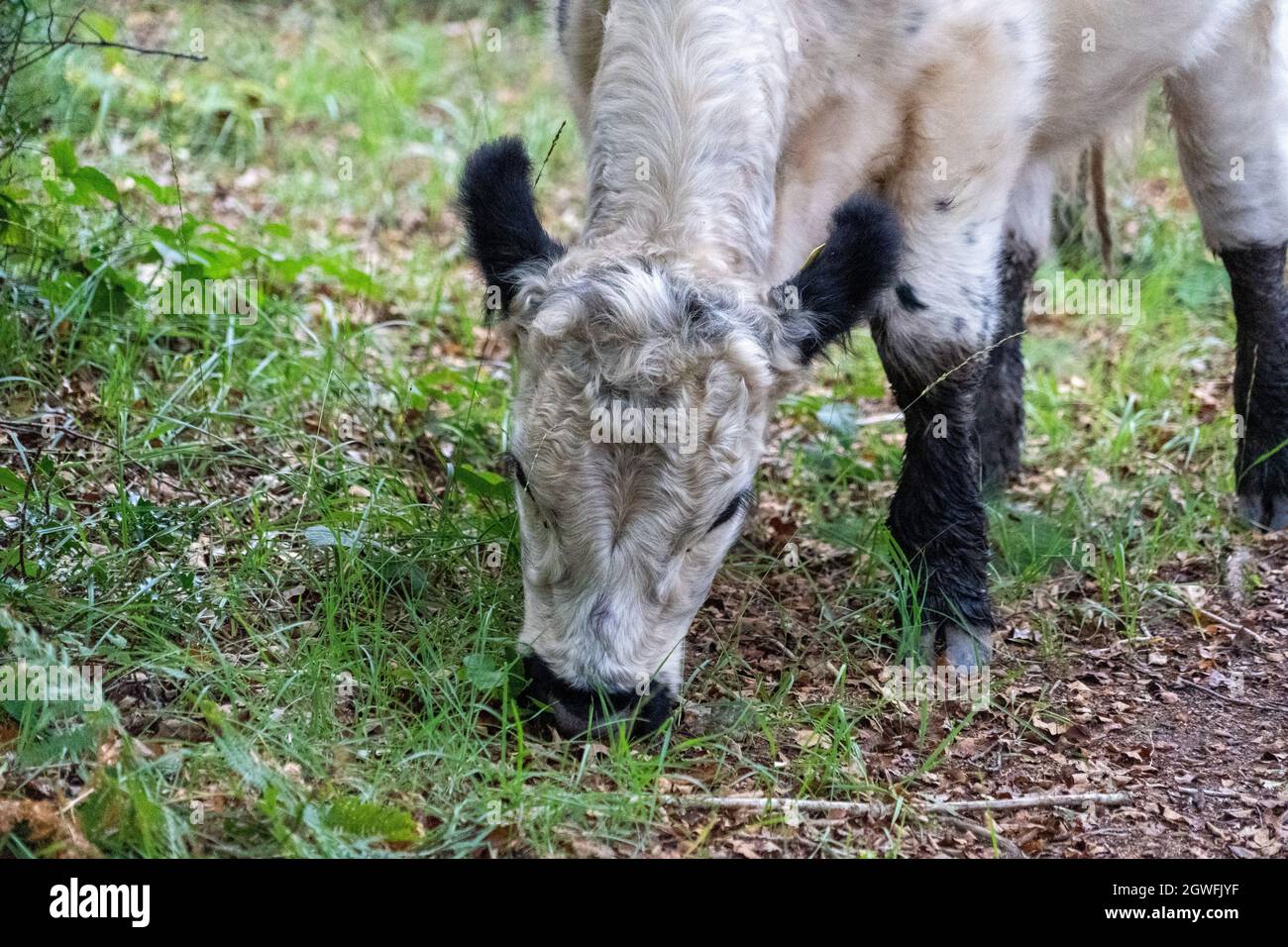 Fluffy cow with big ears close up low level view showing ears eyes nose ...