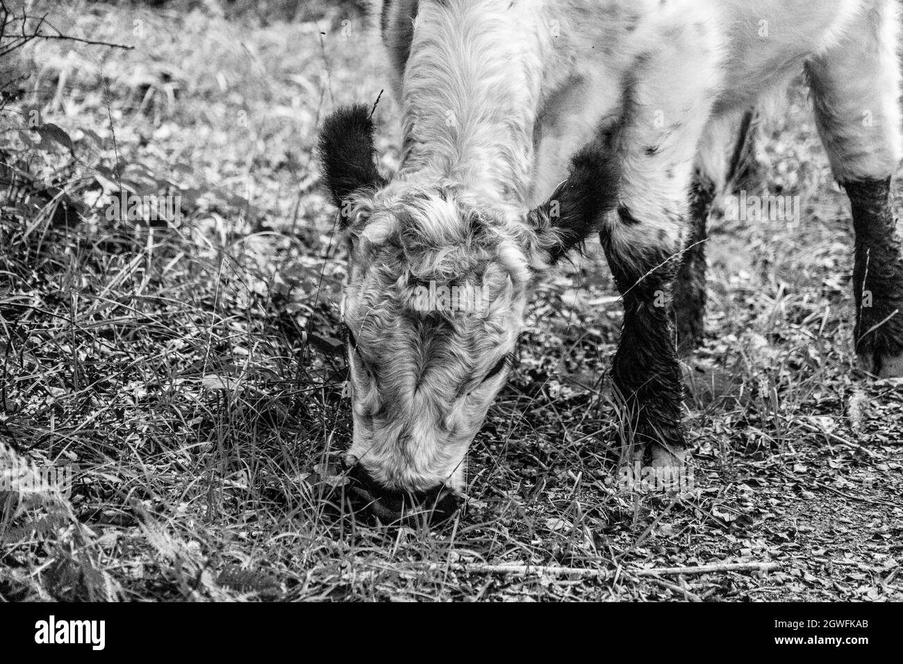 Big ears cow Black and White Stock Photos & Images - Alamy