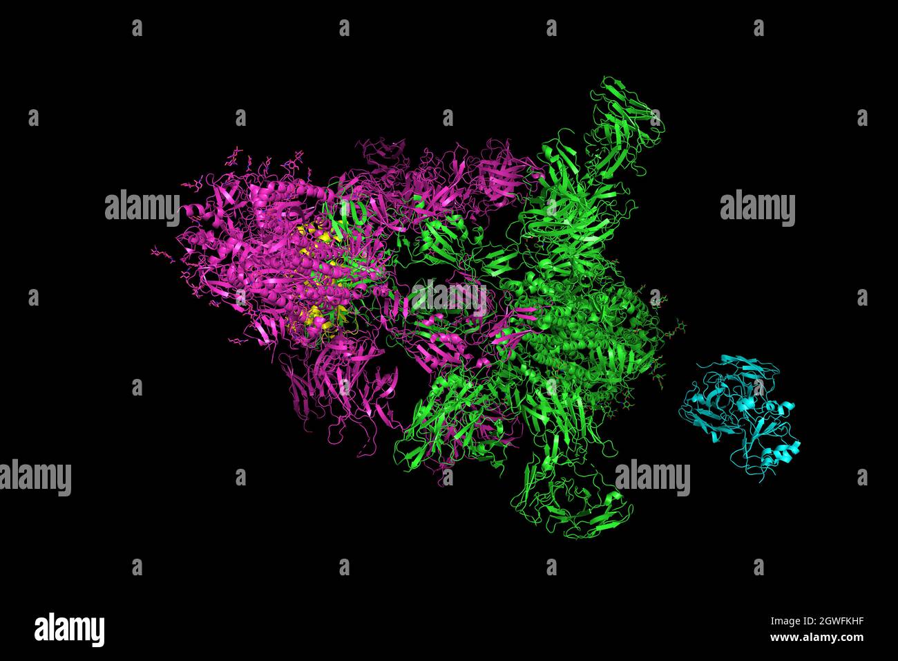 SARS-CoV-2 Spike Glycoprotein. The structure of the complex with ...
