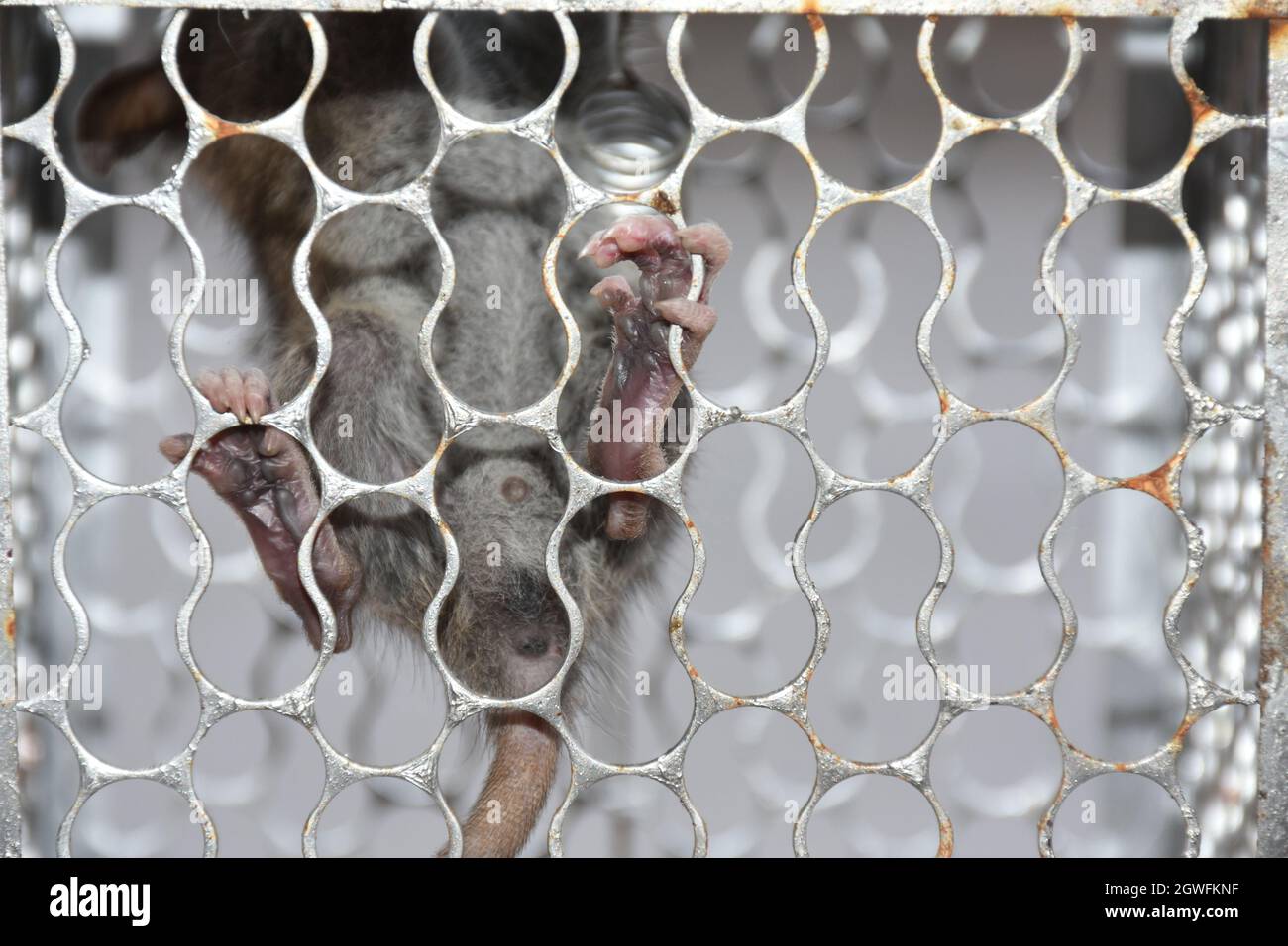 Animals made of metal hi-res stock photography and images - Alamy