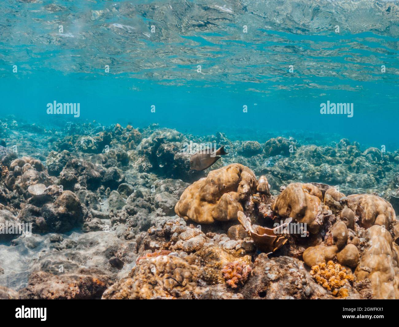 Lipah bali hi-res stock photography and images - Alamy