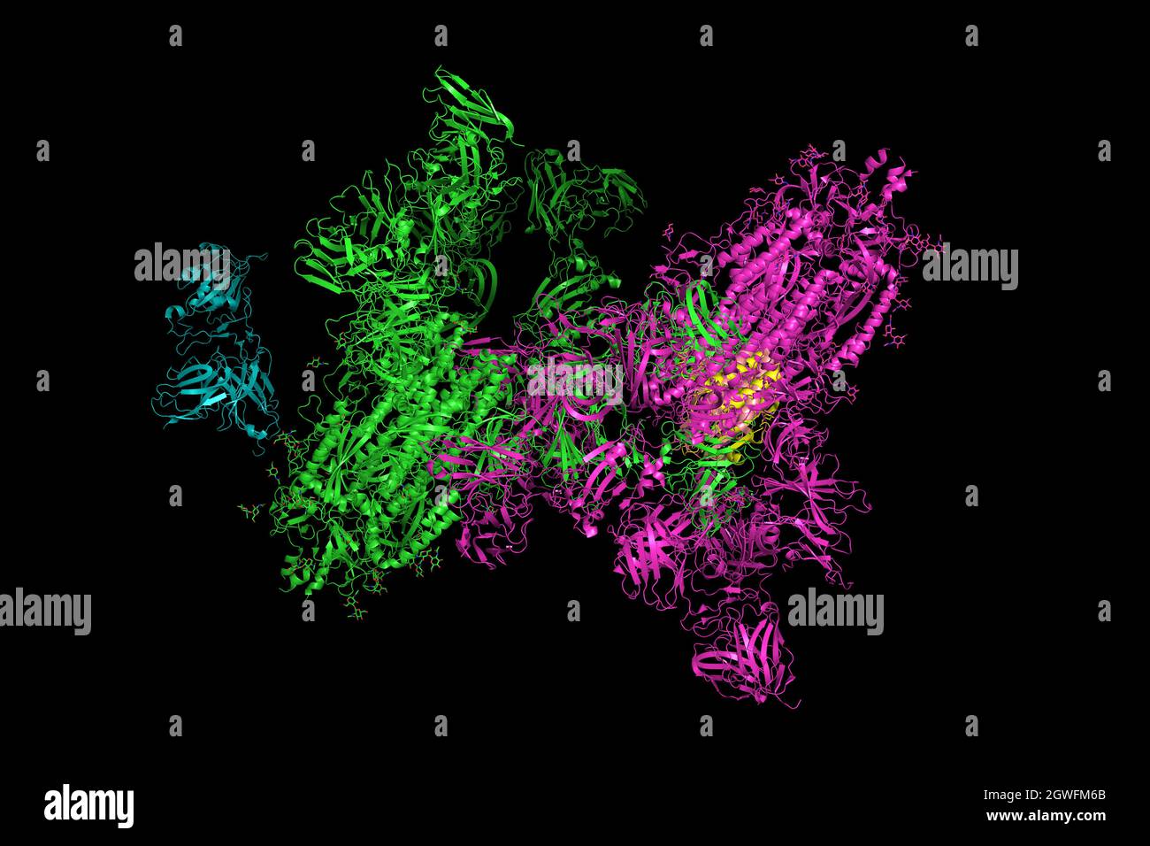 SARS-CoV-2 Spike Glycoprotein. The structure of the complex with ...