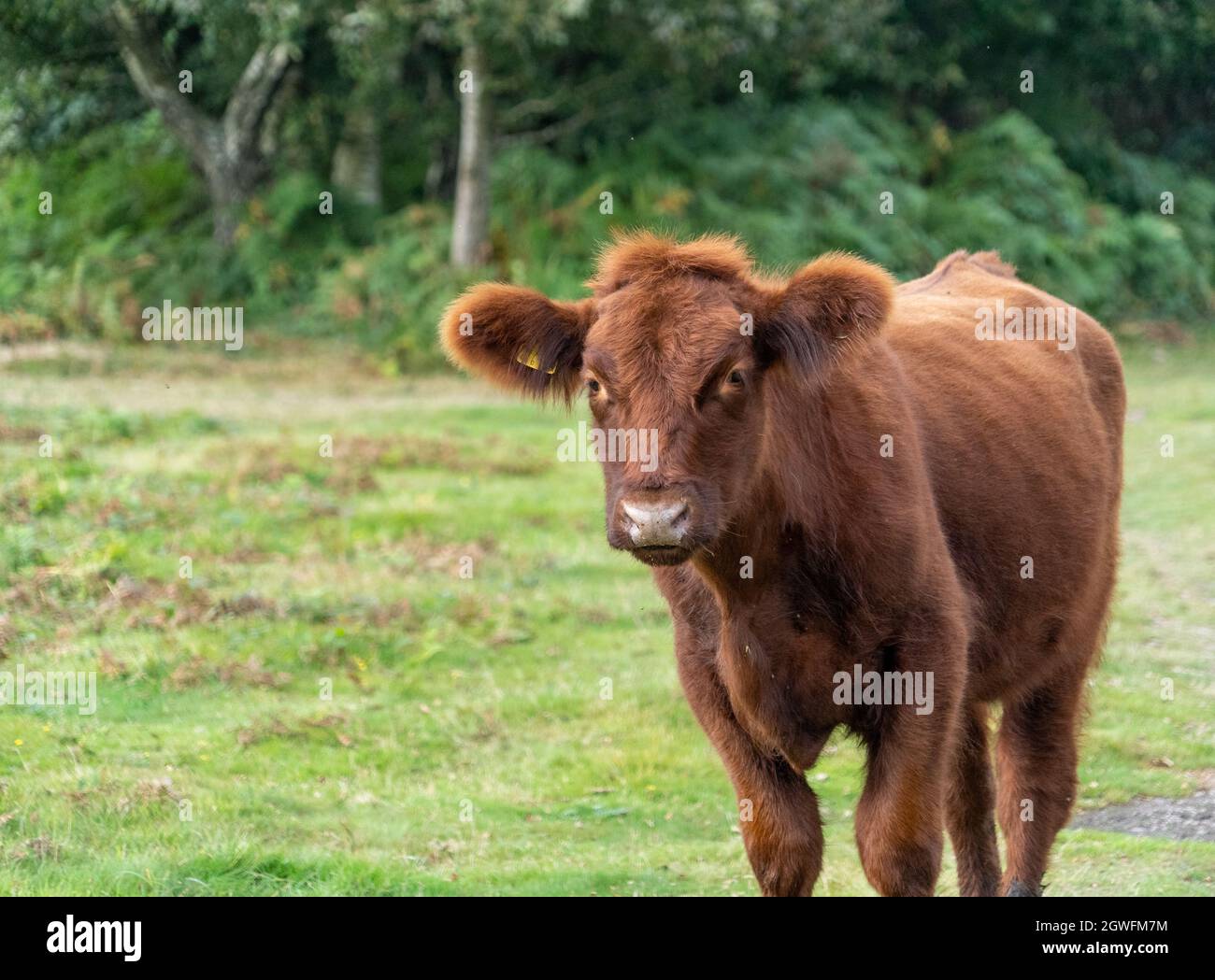 Fluffy cow with big ears close up low level view showing ears eyes nose ...