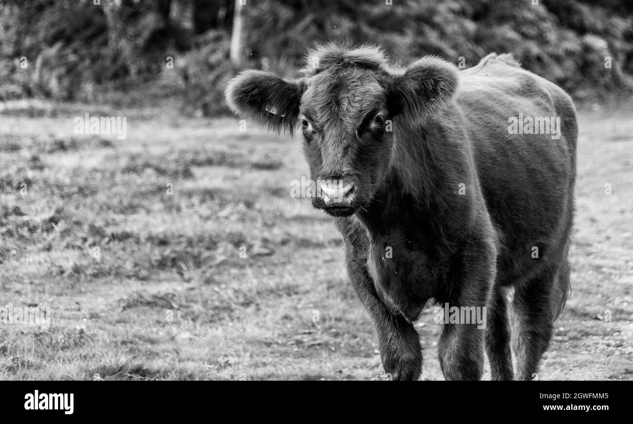 Fluffy cow with big ears close up low level view showing ears eyes nose ...