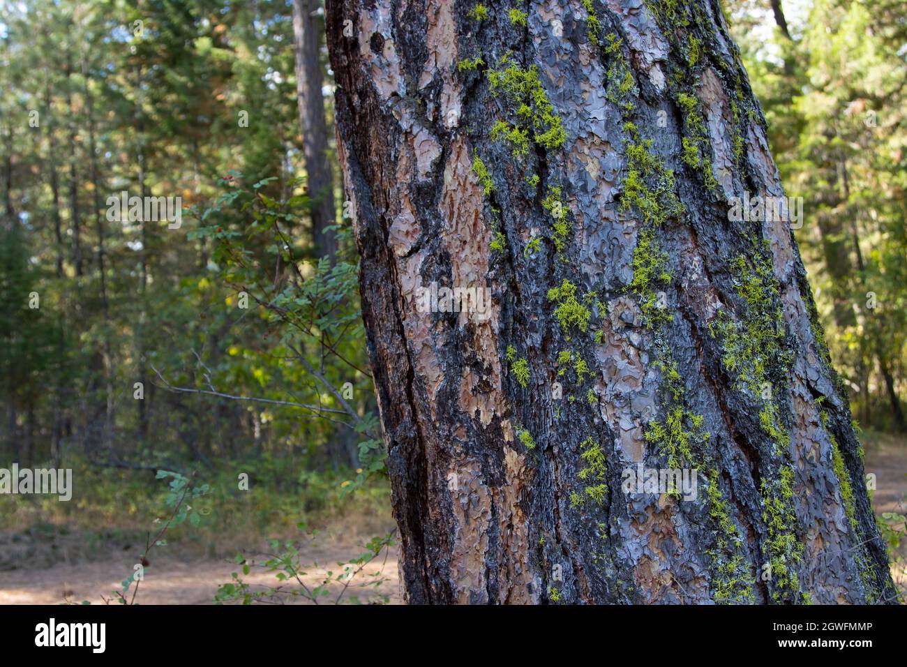 Lichen on pine tree trunk hi-res stock photography and images - Alamy
