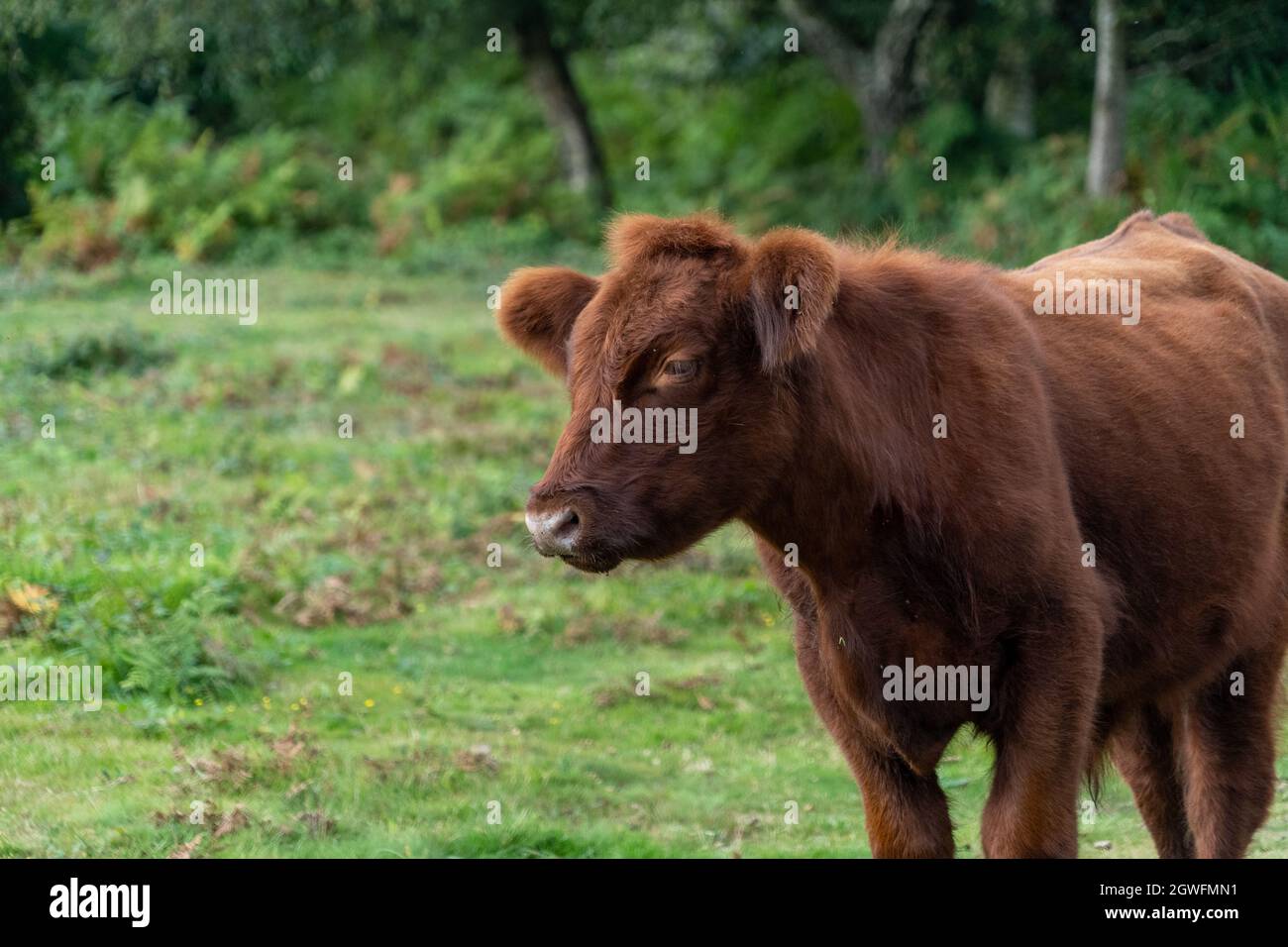 Fluffy cow with big ears close up low level view showing ears eyes nose ...
