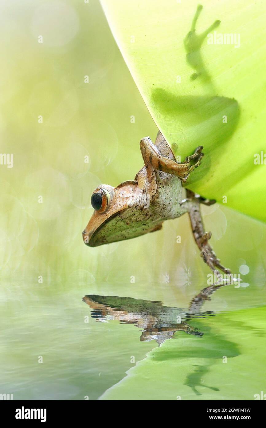 Dumpy frog hi-res stock photography and images - Alamy