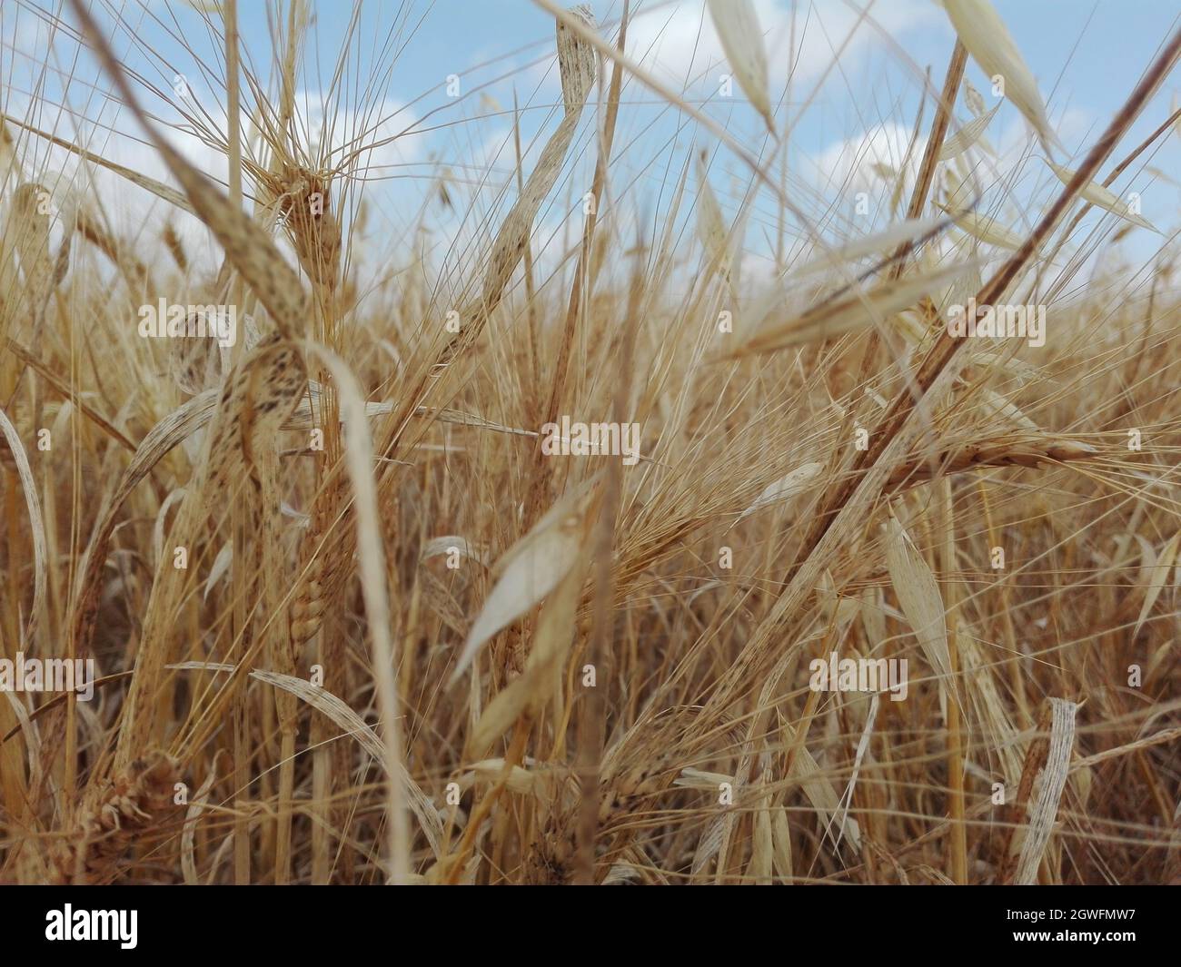 Dead crop hi-res stock photography and images - Alamy