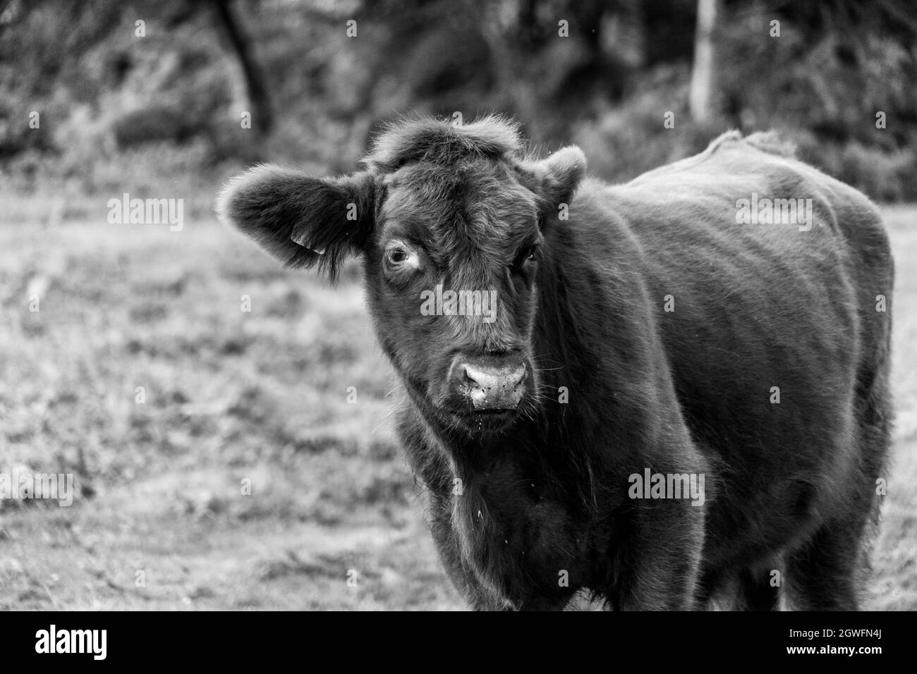 Fluffy cow with big ears close up low level view showing ears eyes nose ...