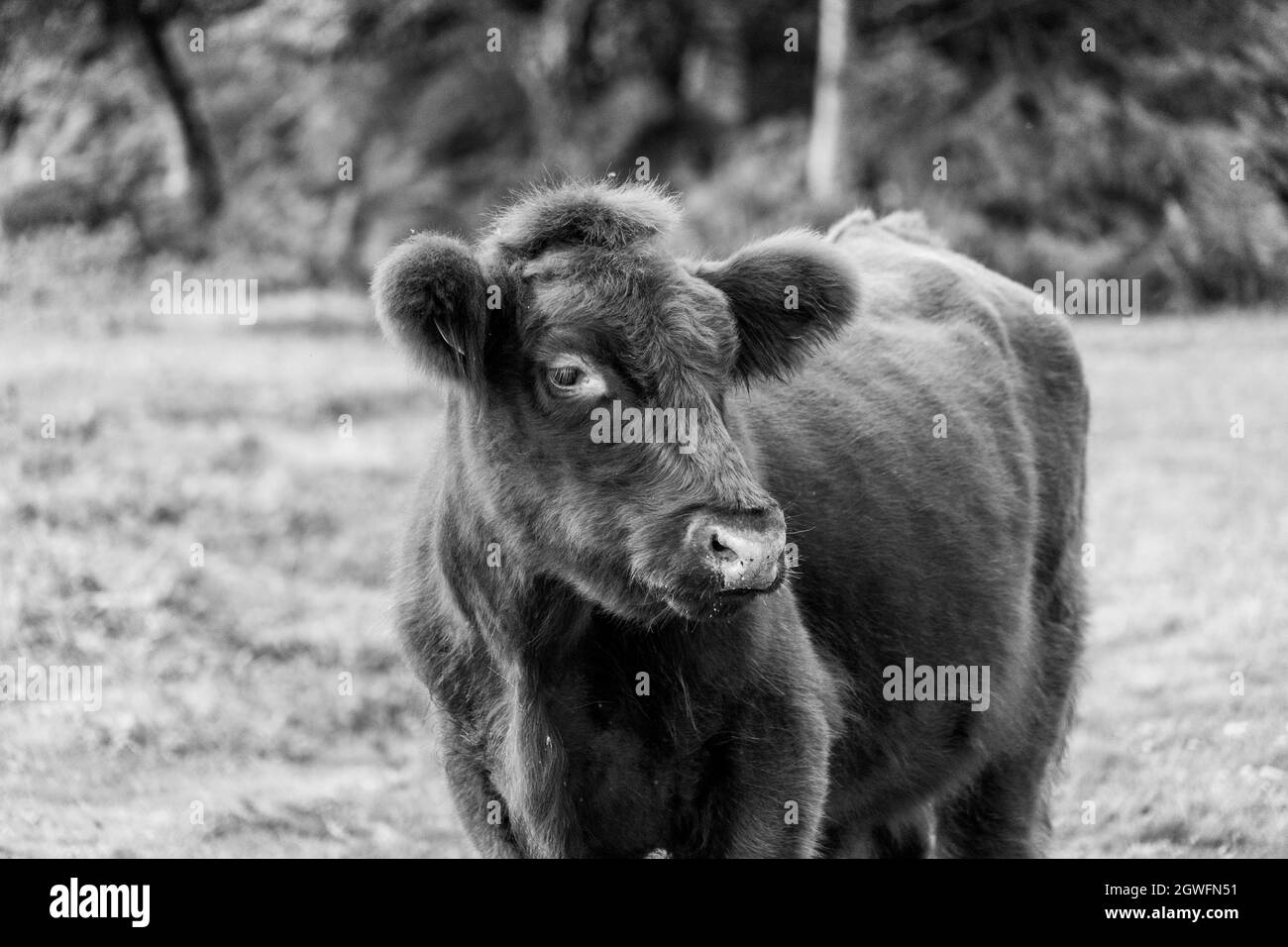 Fluffy cow with big ears close up low level view showing ears eyes nose ...