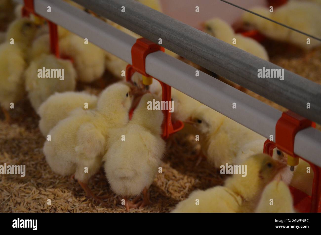 Broiler chicken cage hi-res stock photography and images - Alamy