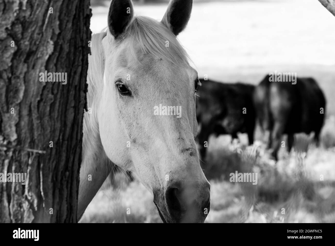 Most beautiful horse Black and White Stock Photos & Images - Alamy