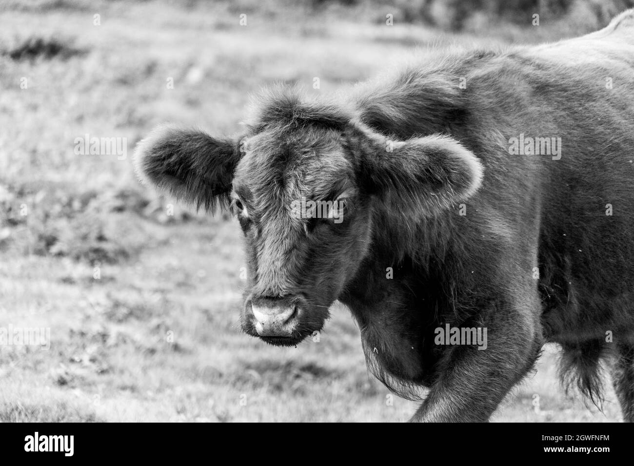 Fluffy cow with big ears close up low level view showing ears eyes nose ...