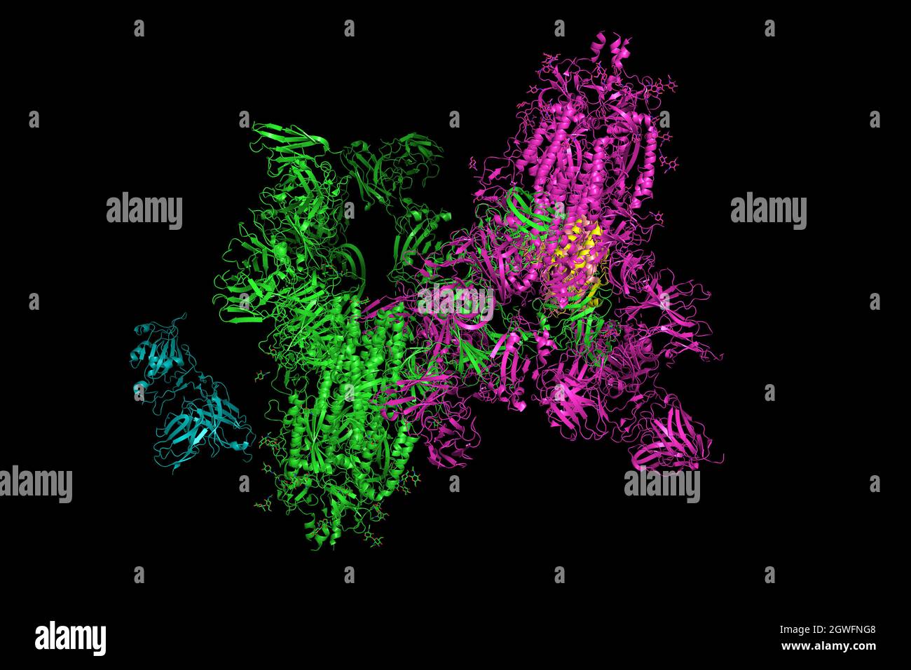 SARS-CoV-2 Spike Glycoprotein. The structure of the complex with ...