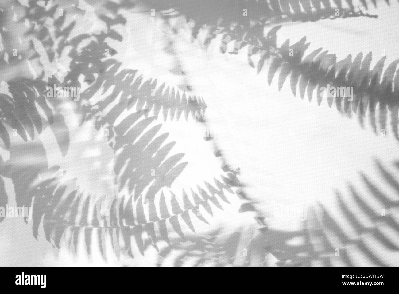Shadow from leaves Black and White Stock Photos & Images - Alamy