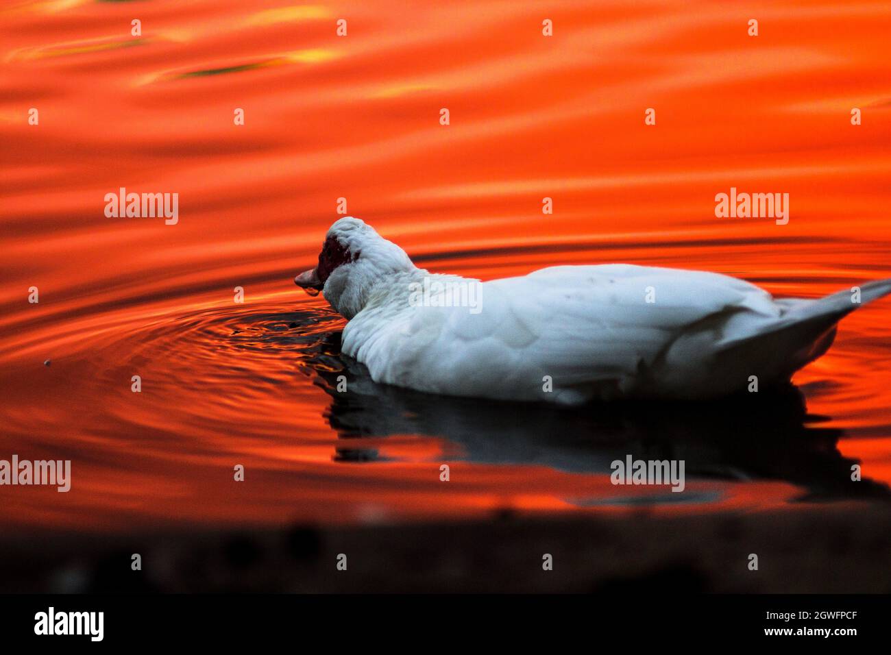 Fire geese hi-res stock photography and images - Alamy