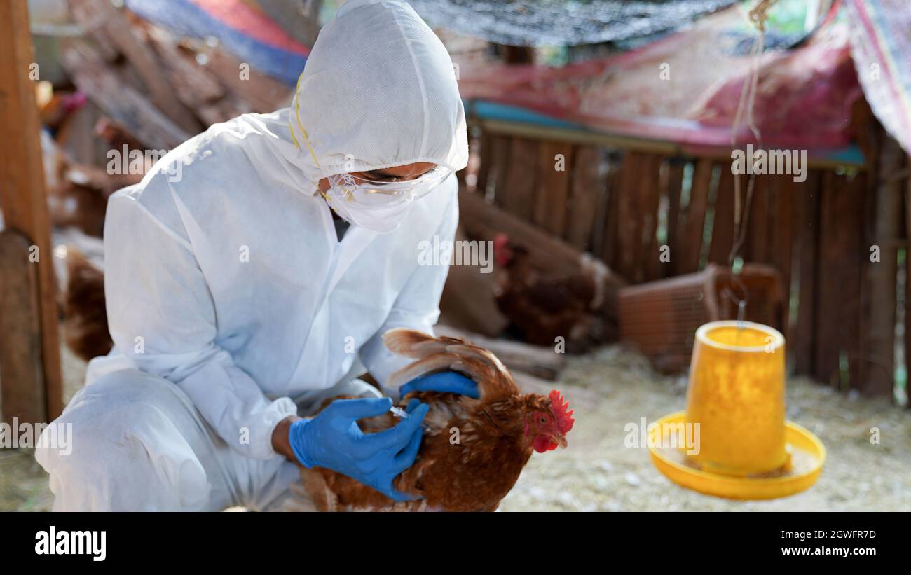 Poultry vaccination hi-res stock photography and images - Alamy