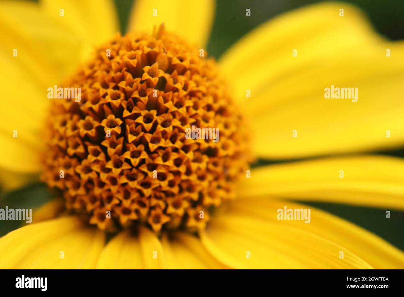 Rough oxeye or smooth oxeye or false sunflower (Heliopsis helianthoides ...